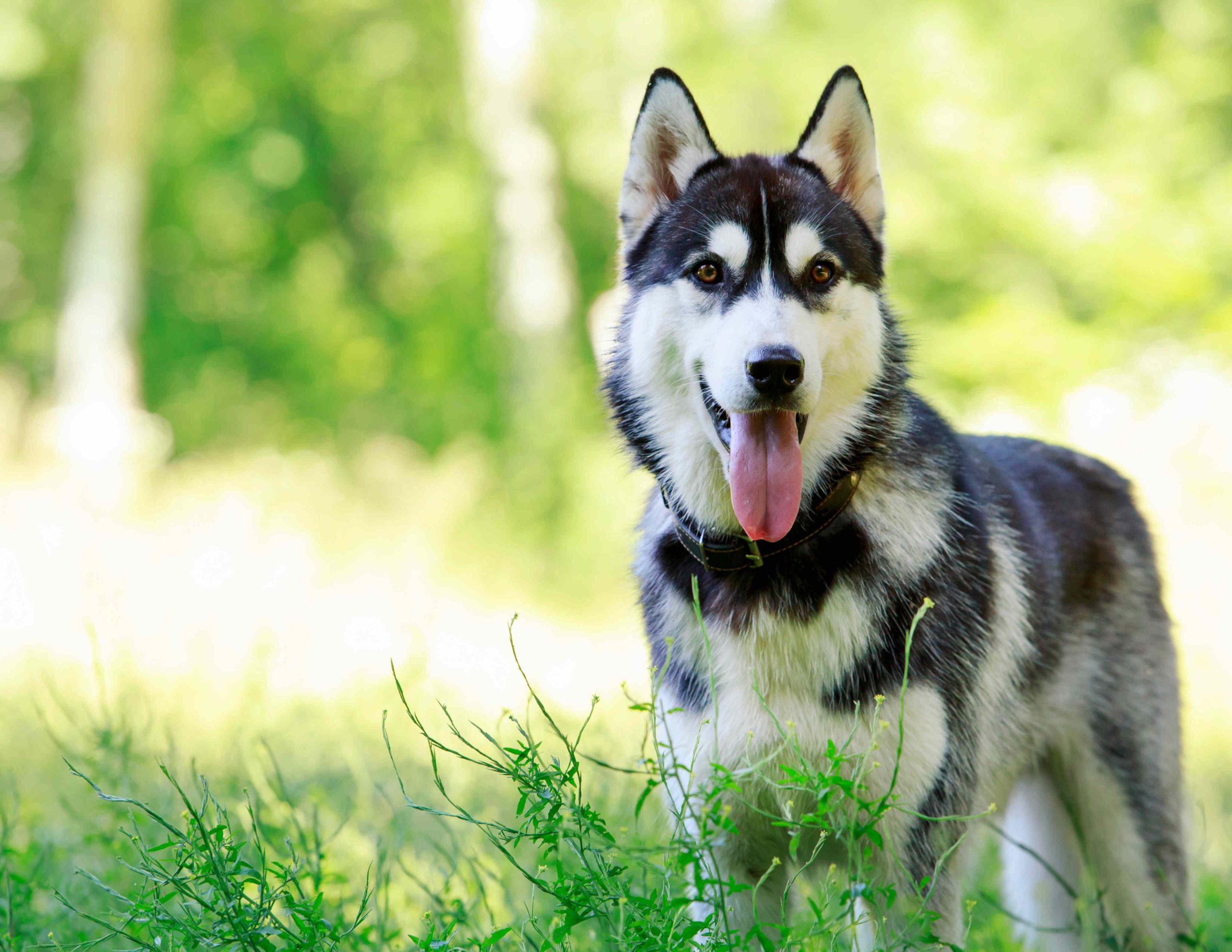 Show Some Love: Top Pet Care Tips for February | Pet Evolution