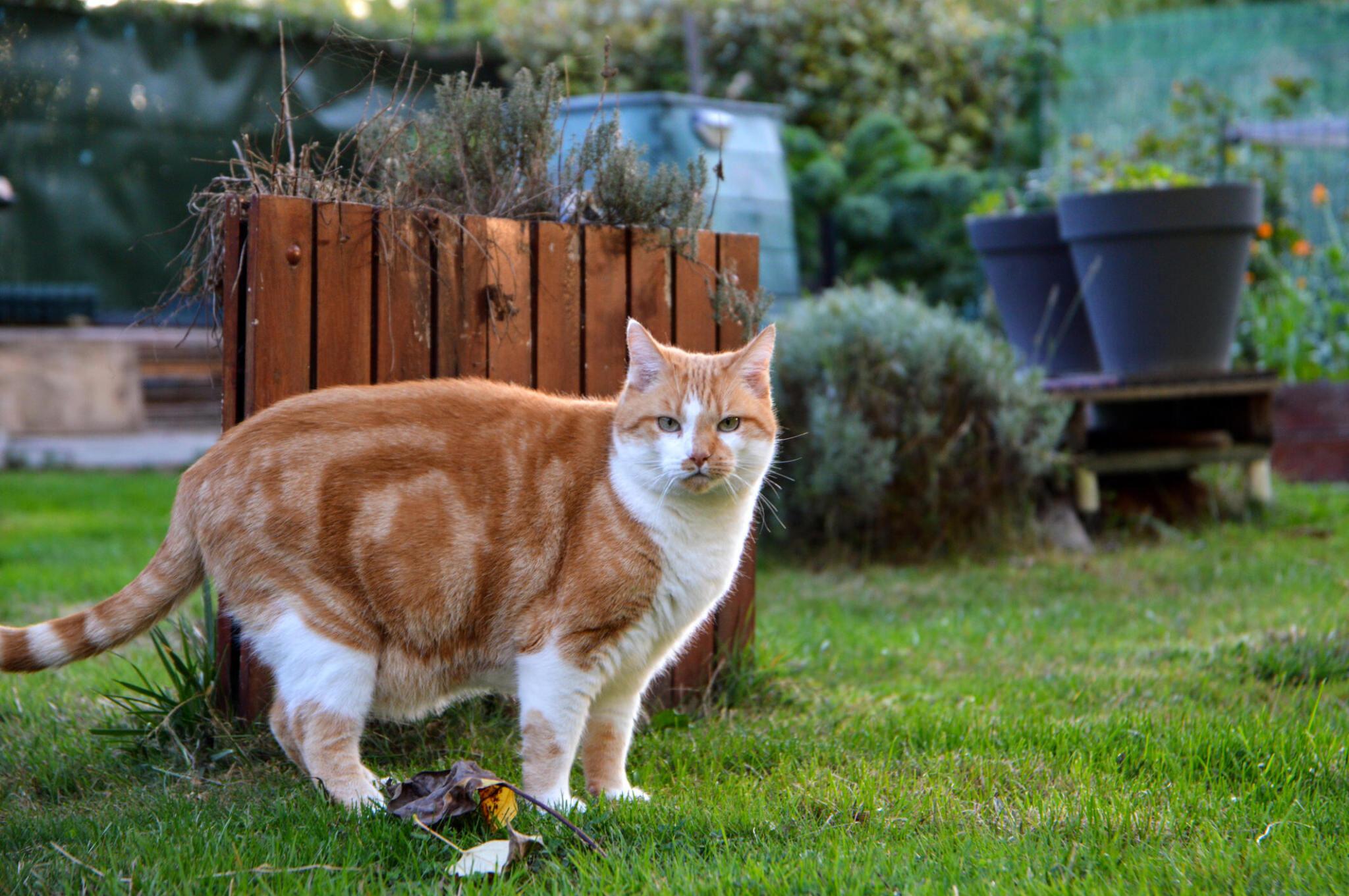 The Ultimate Guide to Pet Diet Transition | Pet Evolution