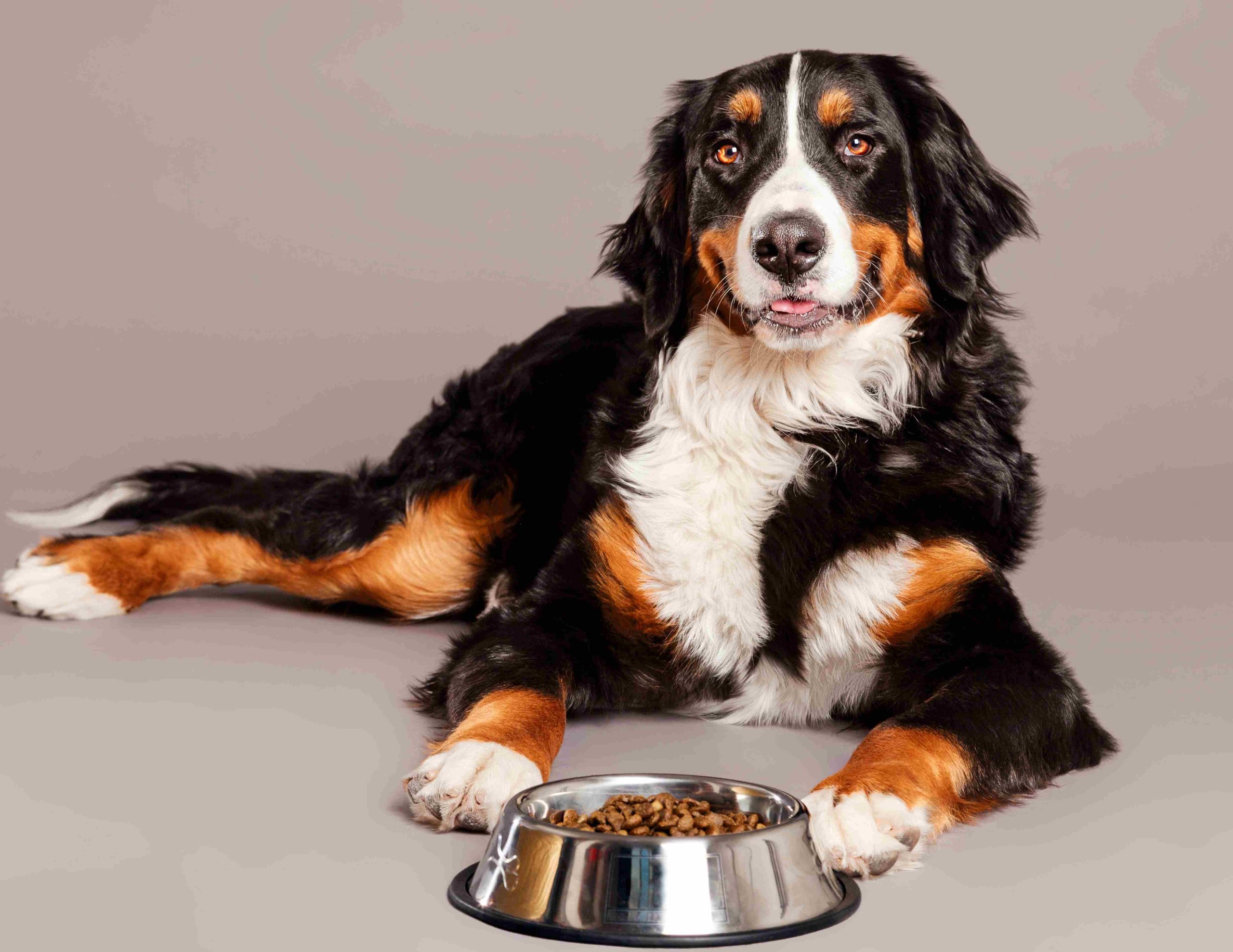 Toxic Foods Every Pet Owner Must Avoid | Pet Evolution