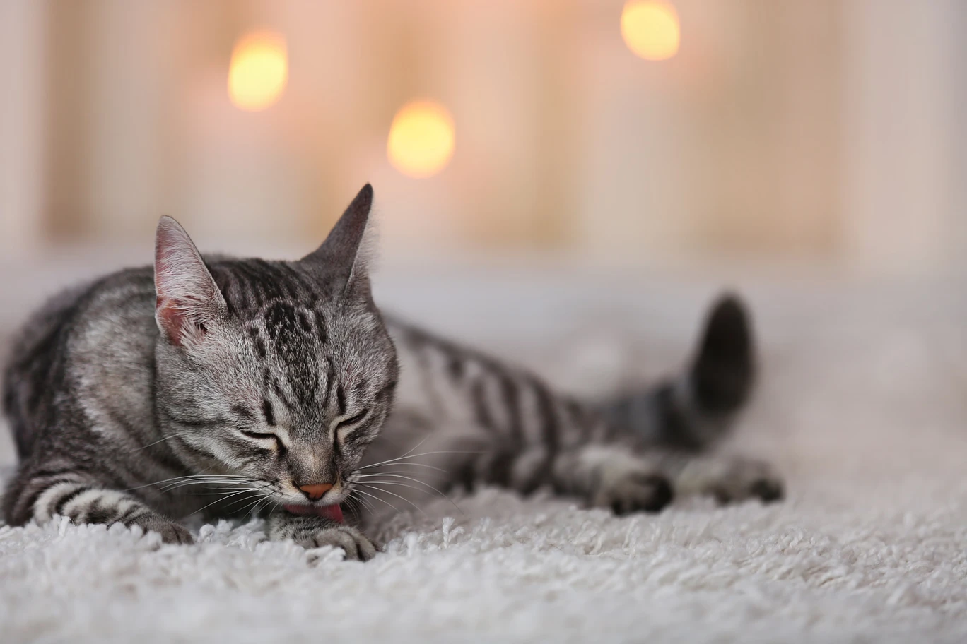 Eye Care: Keep Your Pet's Eyes Healthy | Pet Evolution