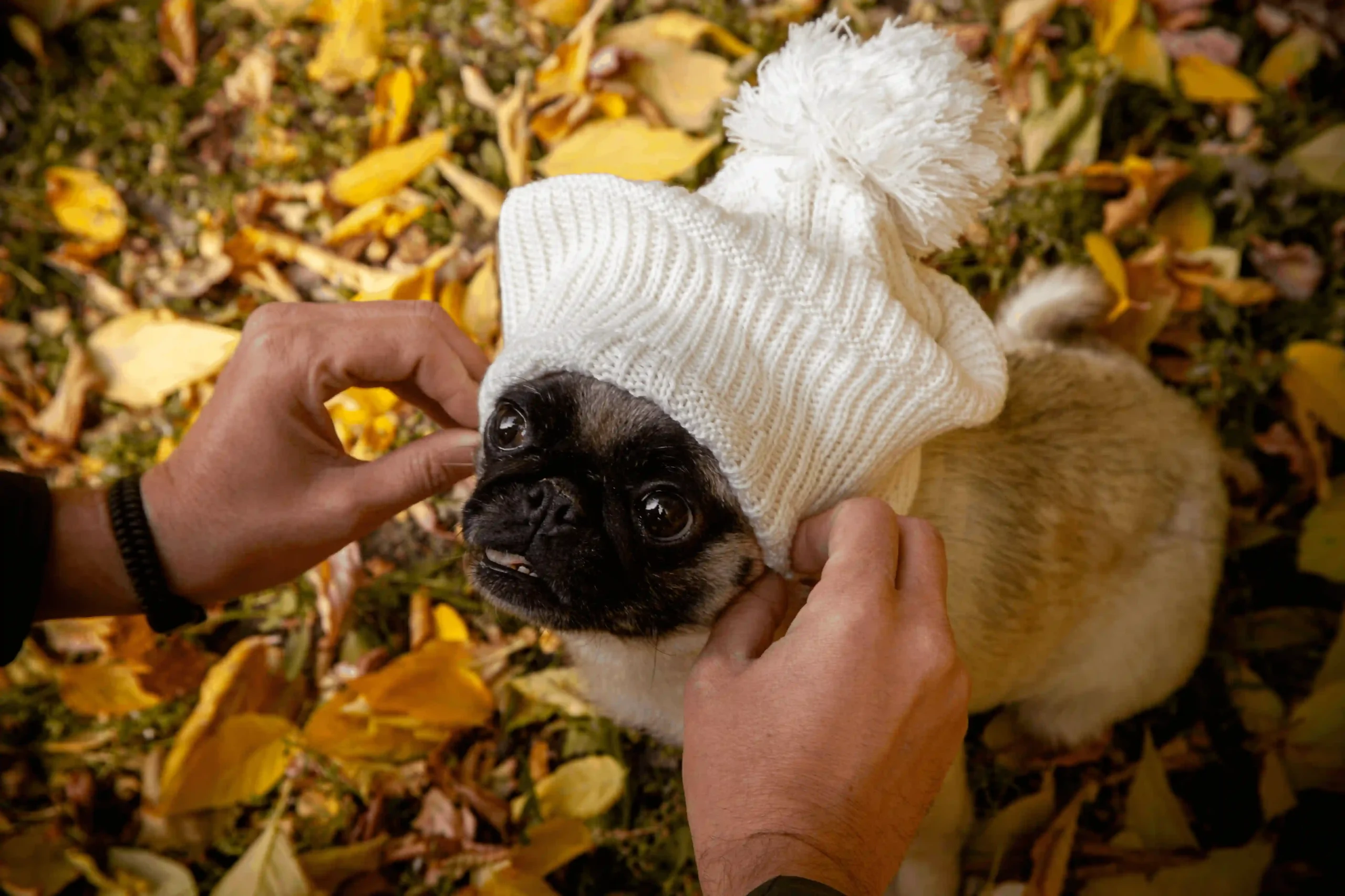Manage Fall Shedding: Grooming Tips for Pets | Pet Evolution