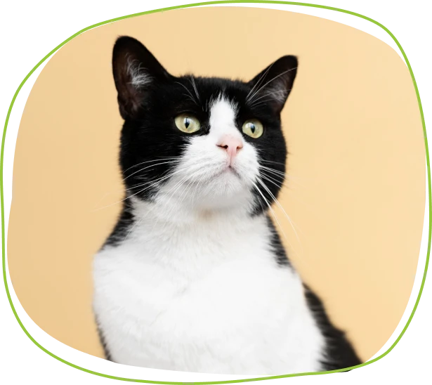 Cat Grooming for a Clean & Healthy Coat | Pet Evolution