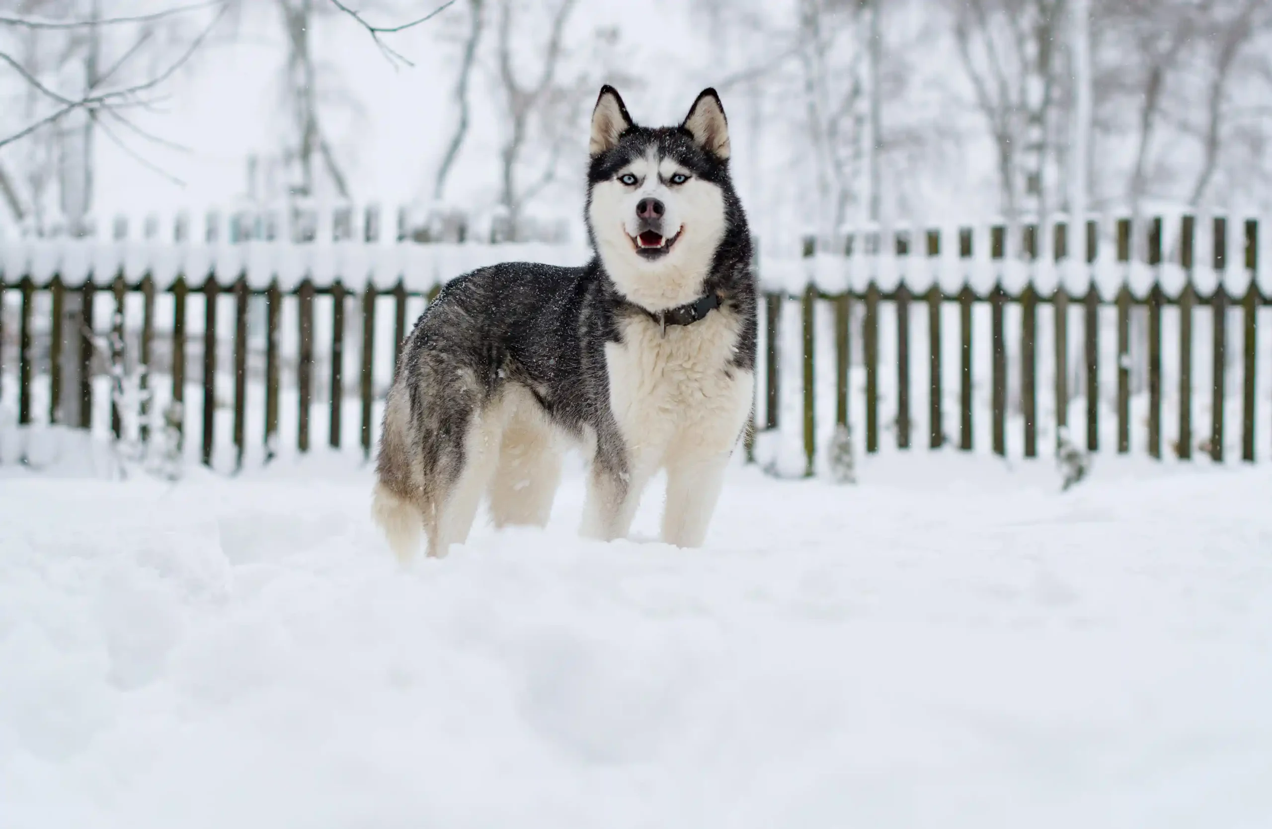Winter Coat Care for Double-Coated Breeds | Pet Evolution