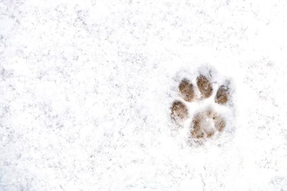 Winter Paw Care Grooming Tips for Dogs | Pet Evolution