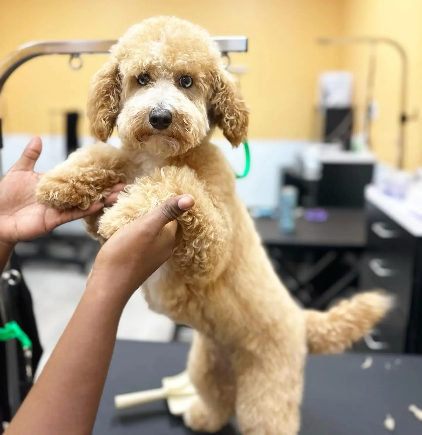 Common Grooming Issues & How to Fix Them | Pet Evolution