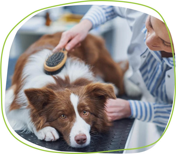 Deshedding Dog Grooming Treatments for Pets | Pet Evolution