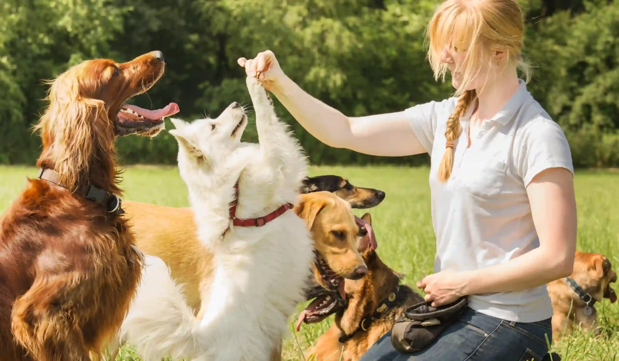 Choosing the Best Grooming Partner for Pets | Pet Evolution