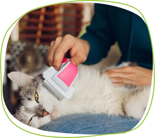 Cat Grooming Services in Mill Creek, WA | Pet Evolution