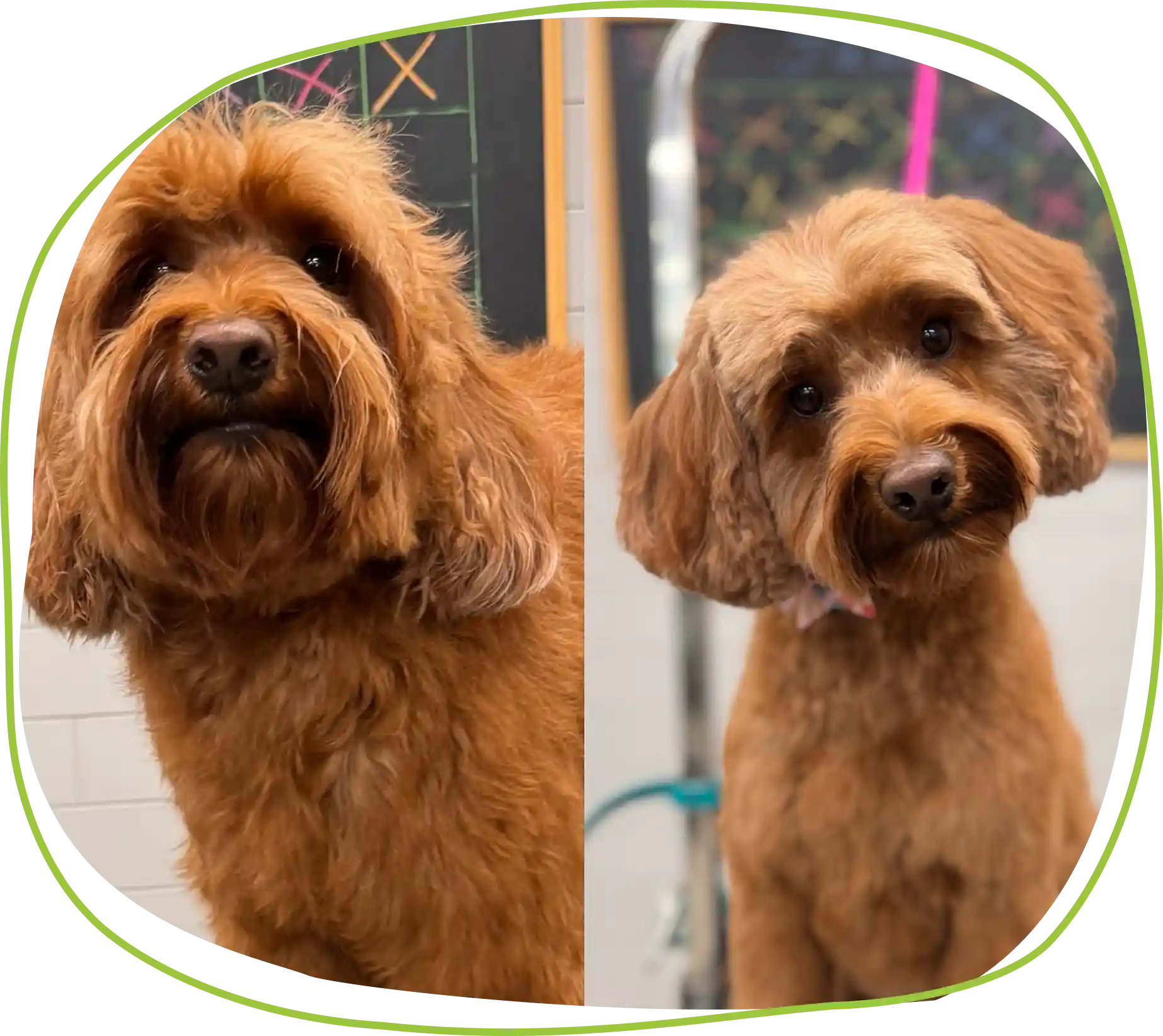 Dog Grooming Parker Co