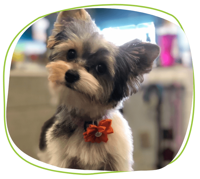 Pet & Dog Grooming Services in Folsom, CA | Pet Evolution