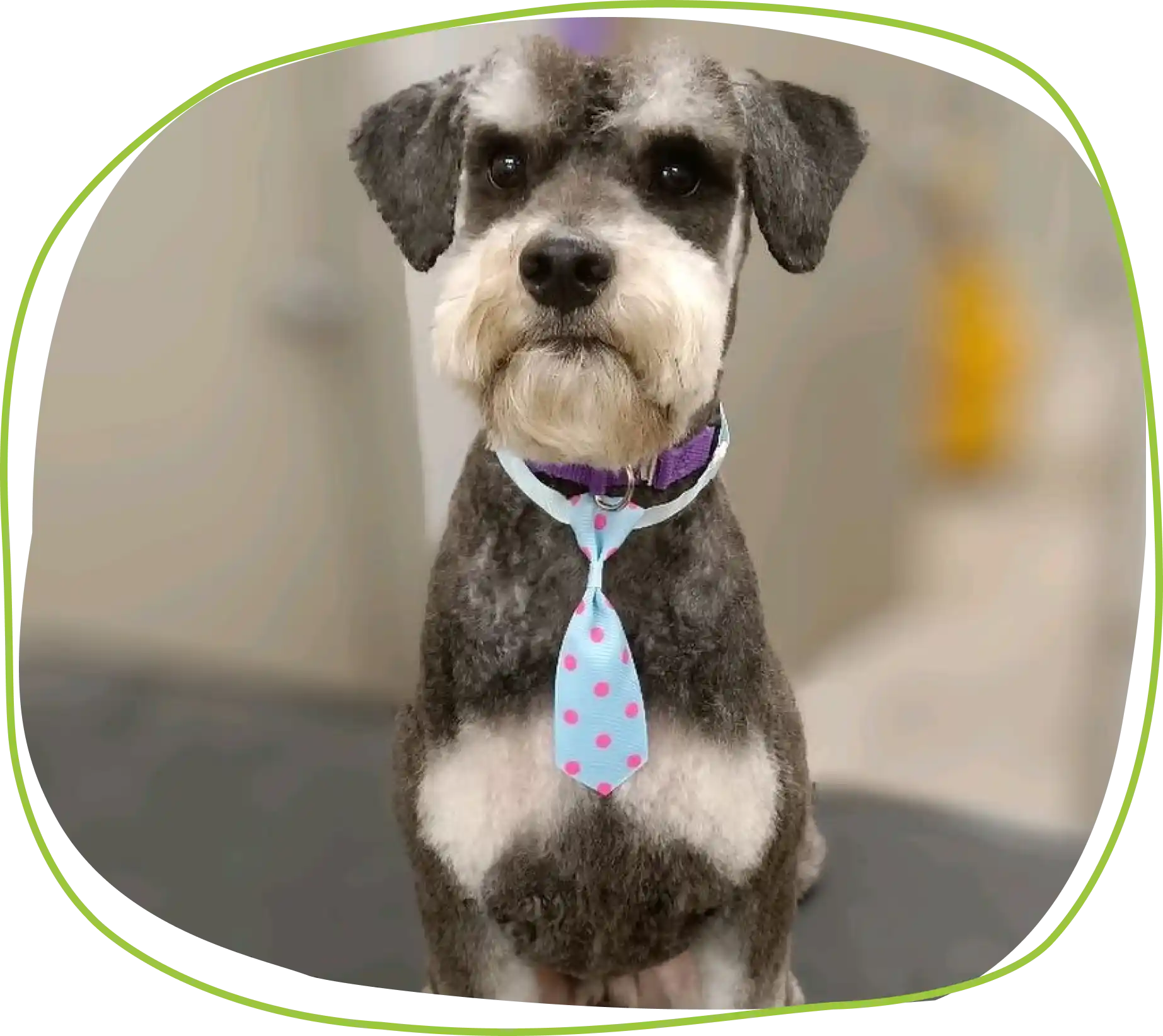 Dog Grooming Services in North Richland Hills | Pet Evolution