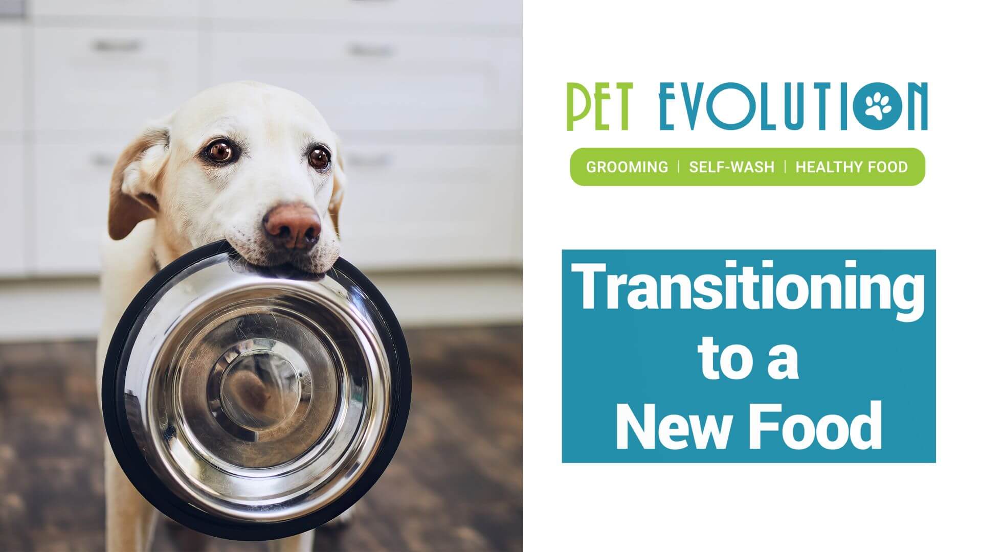 Healthy Pet Food in Blaine, MN | Pet Evolution