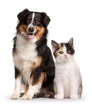 Pet Evolution: Bellevue, WA's Premier Pet Store