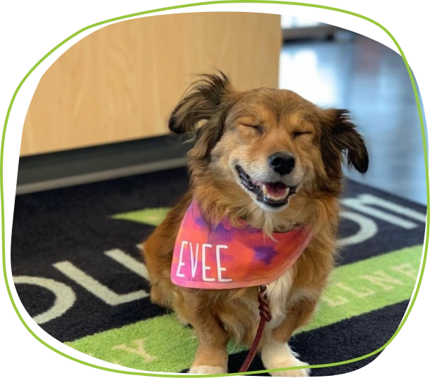 Healthy OC Raw Pet Food in Frisco, TX | Pet Evolution
